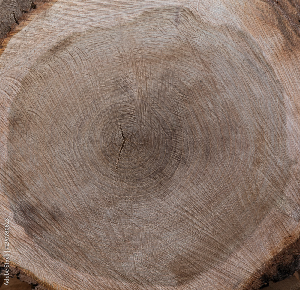 ash tree cross section texture Stock Photo | Adobe Stock