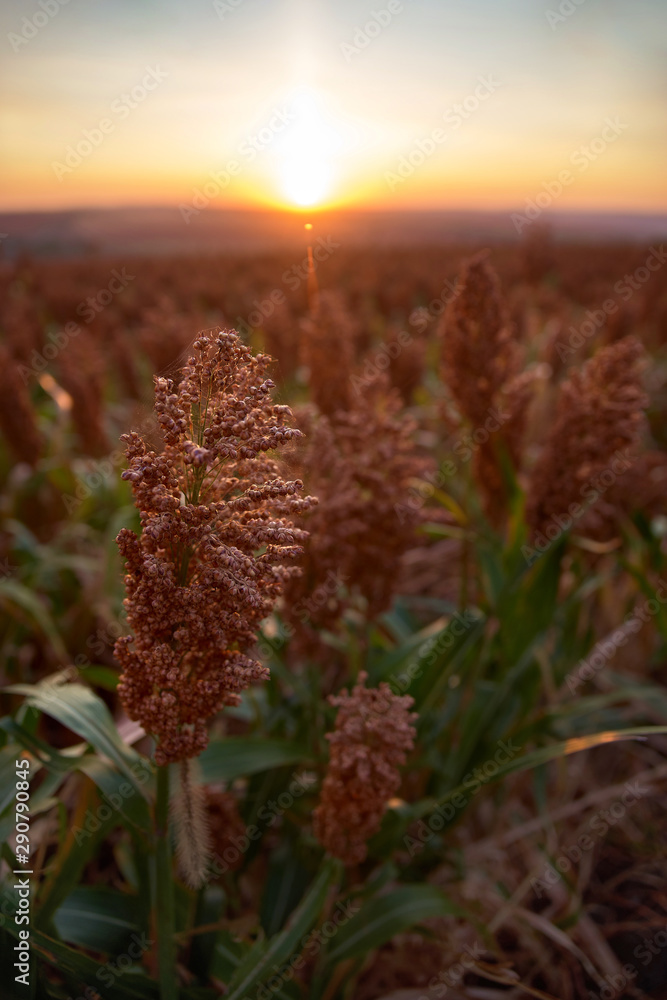 field of sorghum, named also durra, jowari, or milo. Is cultivated for ...
