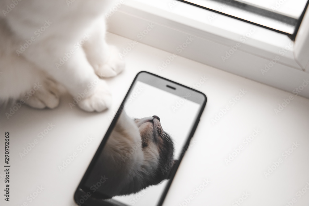 Reflection of the cat's face on the smartphone display Stock Photo ...