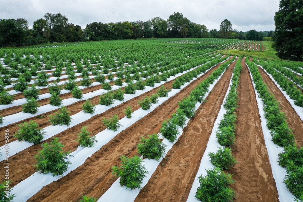 Hemp Farm Land For Sale at Patrick Lauzon blog