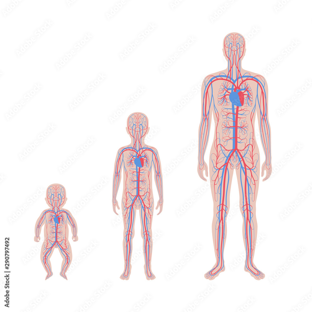 Poster circulatory system anatomy – Wall Art | UkPosters