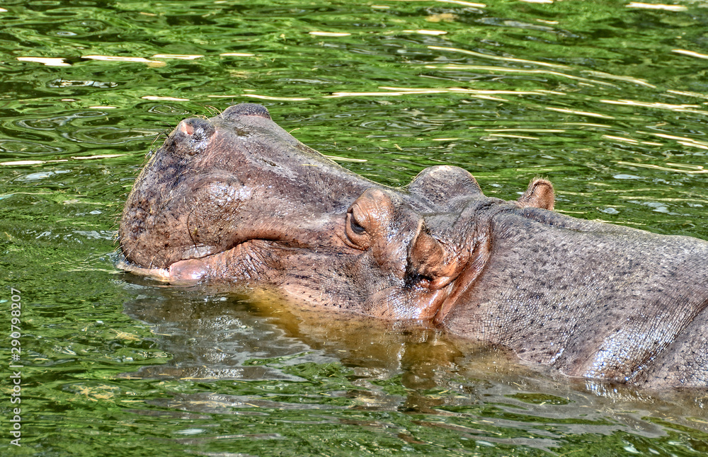 Hippo swims in a lake. Beautiful African Hippopotamus. Wildlife of ...