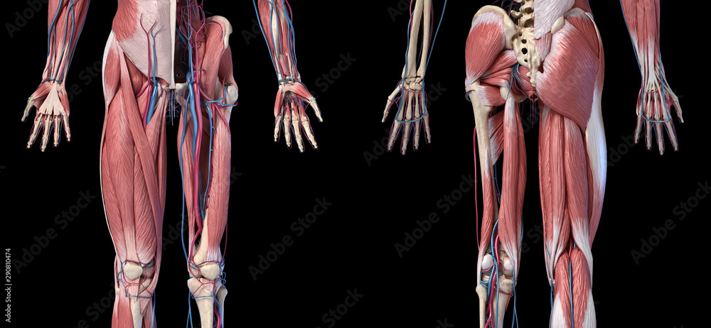Human Anatomy, Limbs and hip skeletal, muscular and cardiovascular ...
