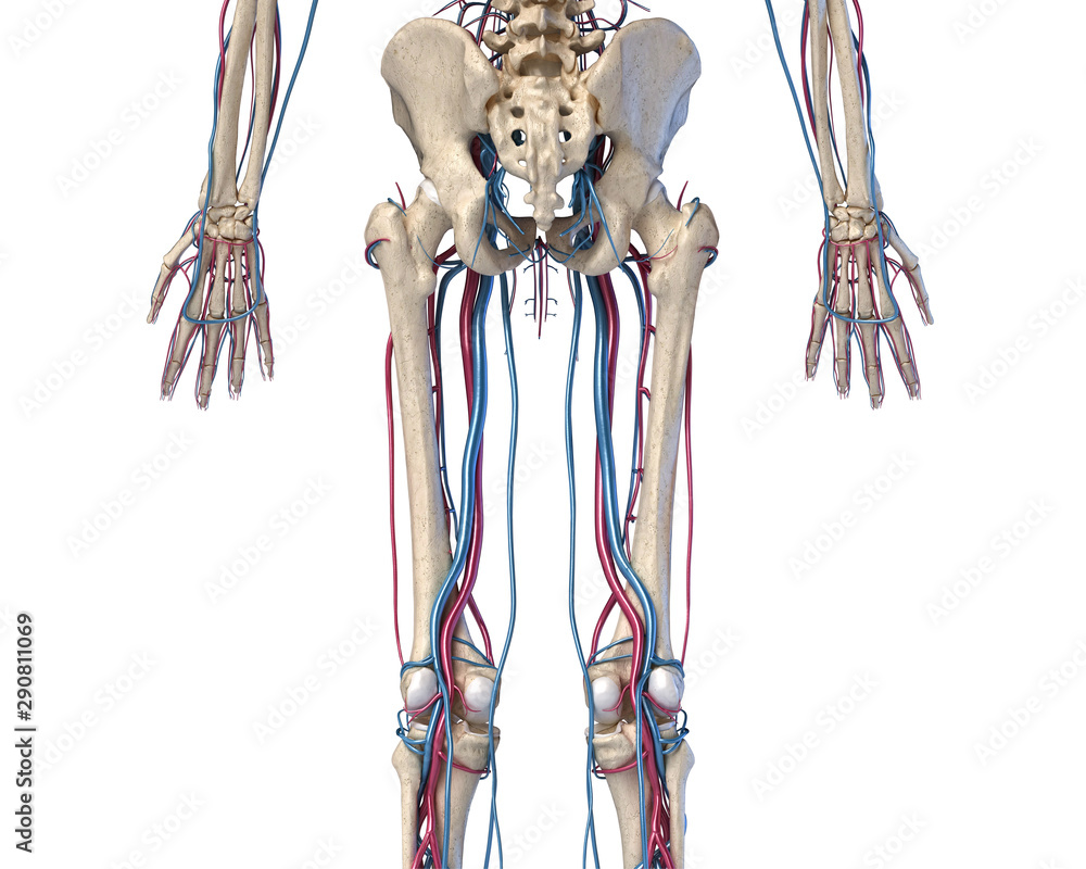 Human body anatomy. Hip, legs and hands Skeleton with veins and ...