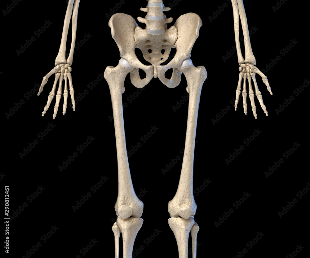 Human Anatomy, hip, limbs and hands skeleton. Rear view. Stock ...