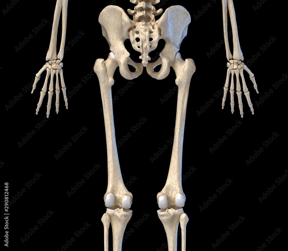 Human Anatomy, hip, limbs and hands skeleton. Rear view. Stock ...