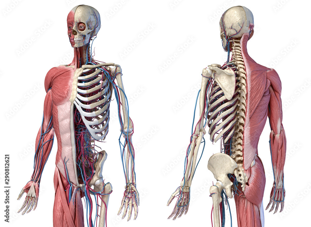 Human 3/4 body skeleton with muscles, veins and arteries. Perspective ...