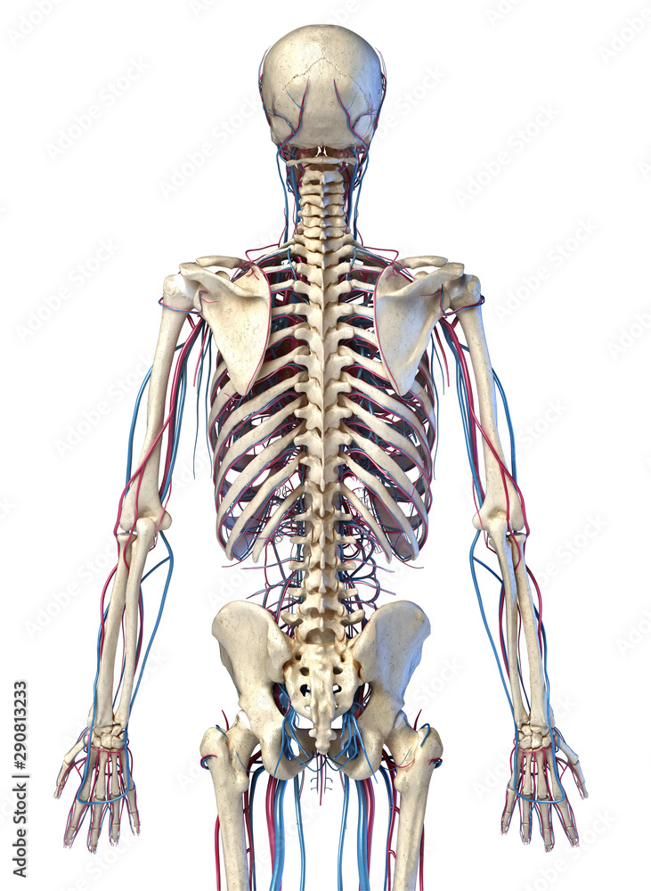 Human Anatomy Back View