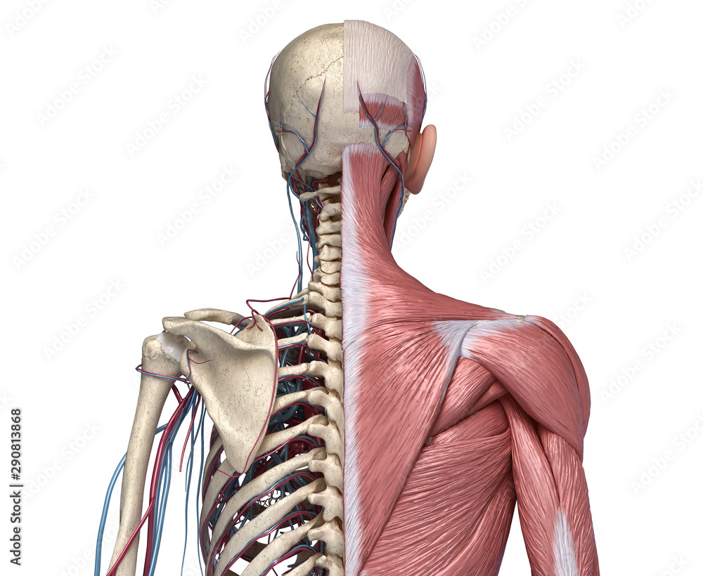 Human Torso skeleton with muscles, veins and arteries. Back view. Stock ...