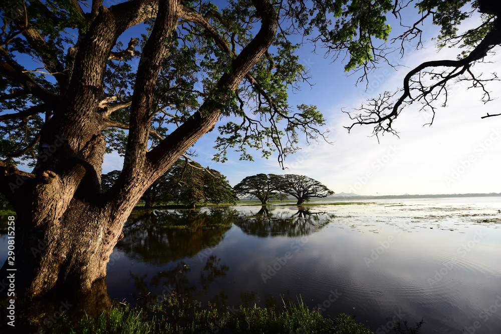 tank, trees, environment, scene, island, exotic, tropical, srilankan ...