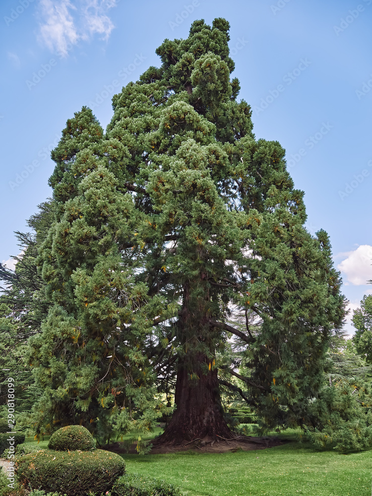 One of the Sequoias of La Granja de San Ildefonso in Segovia, Spain ...
