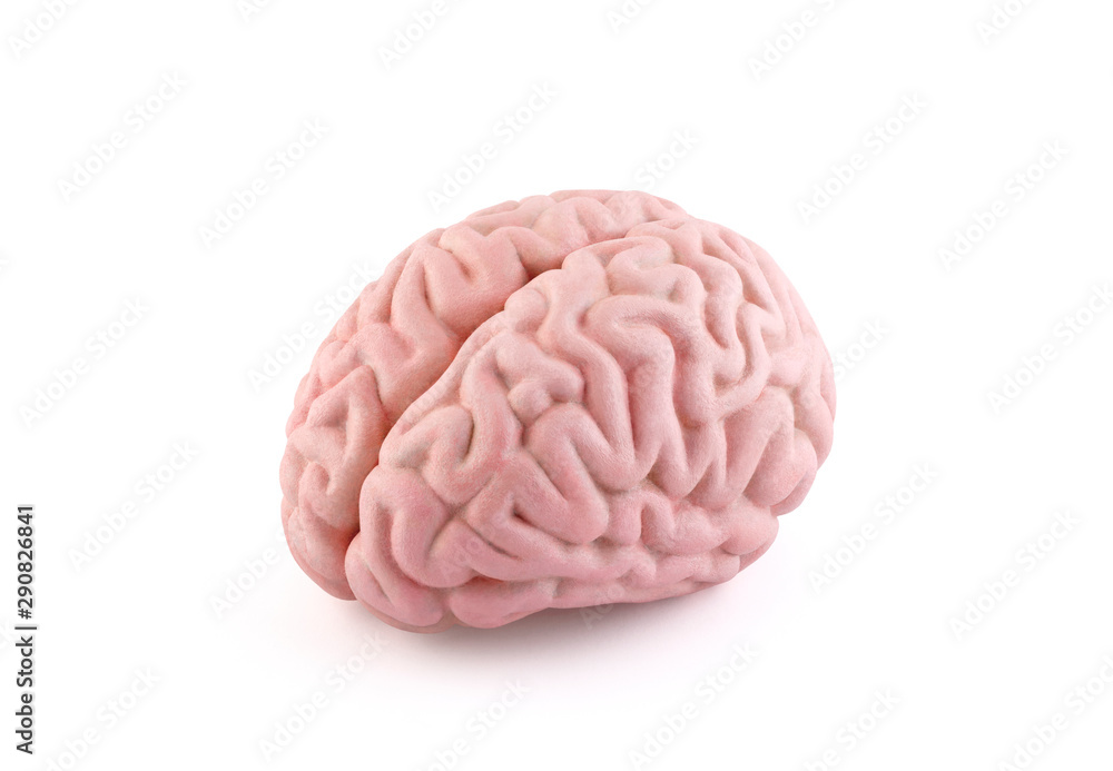 Human brain model isolated on white background with clipping path Stock ...