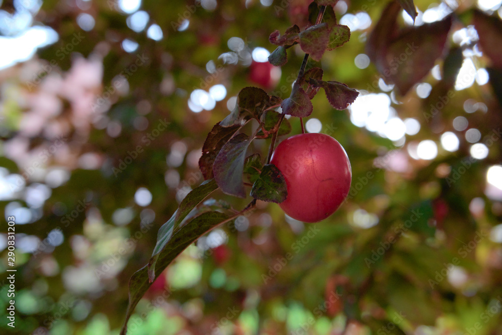 Blood Plum or black cherry plum hanging down from a bracnh of the tree ...