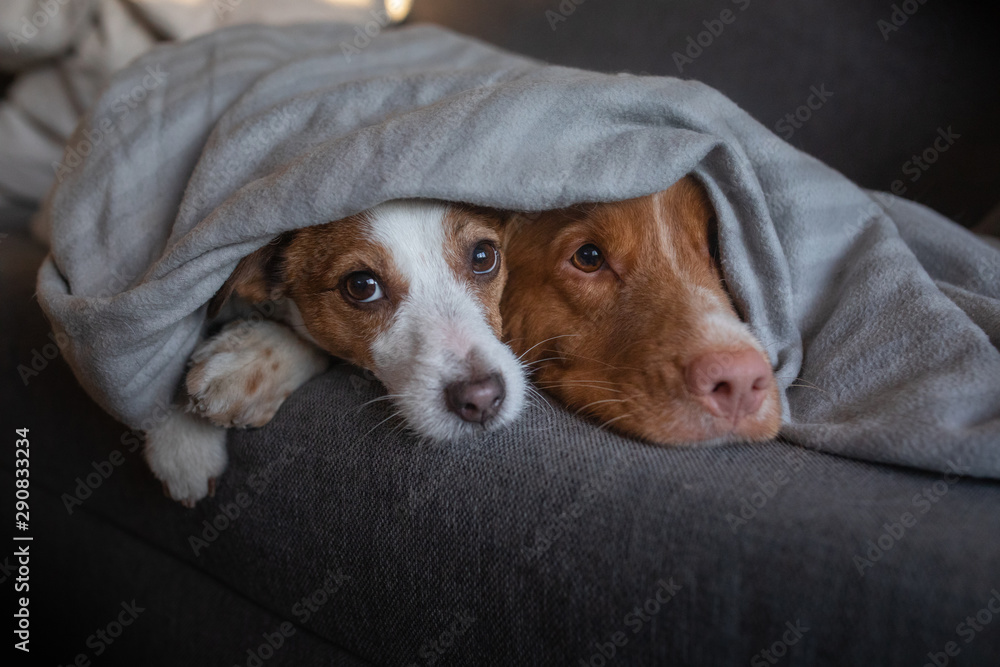 two dogs are hiding under the blanket. Nova Scotia Duck Tolling ...