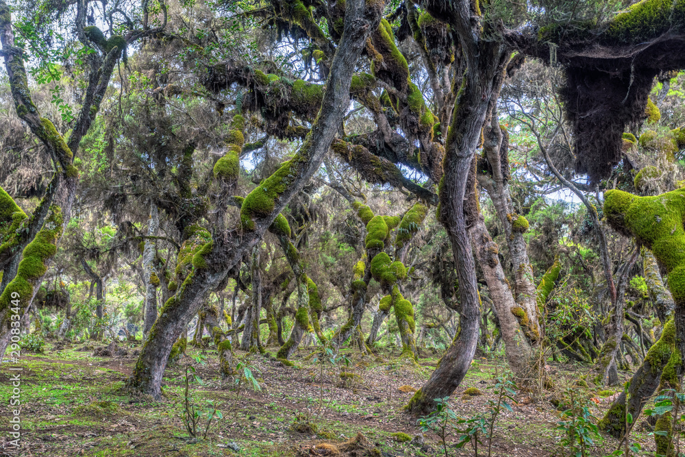 mystical Harenna Forest landscape, part of highland region of the Bale ...