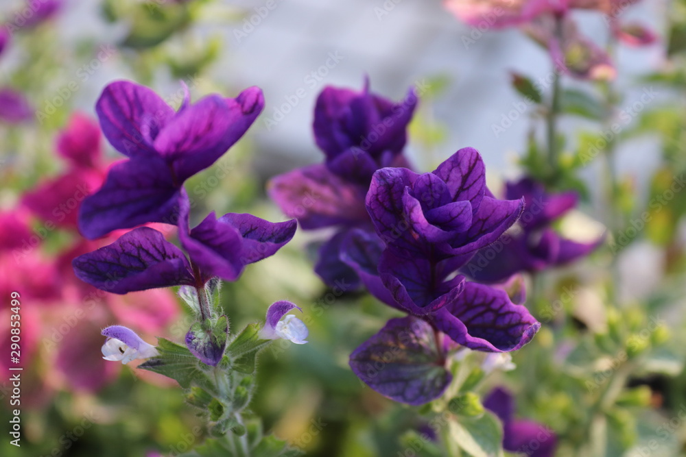Violet grass Stock Photo | Adobe Stock