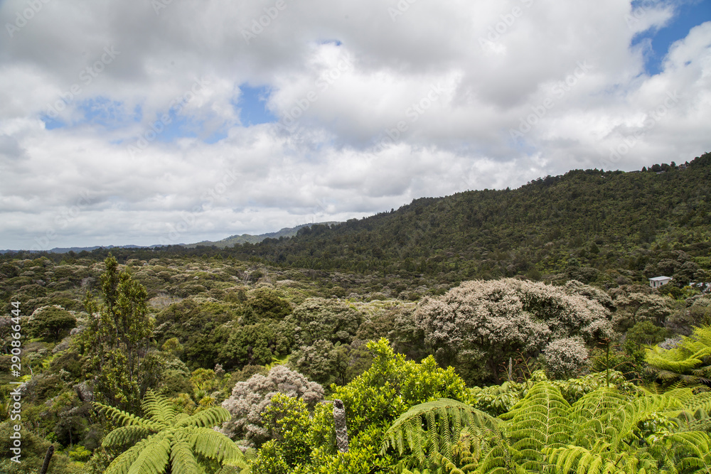 New Zealand native regenerated bush, scenic drive, waitakere ranges ...