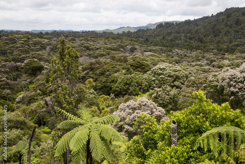 New Zealand native regenerated bush, scenic drive, waitakere ranges ...