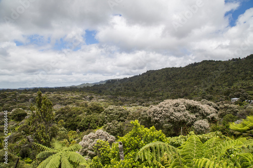 New Zealand native regenerated bush, scenic drive, waitakere ranges ...