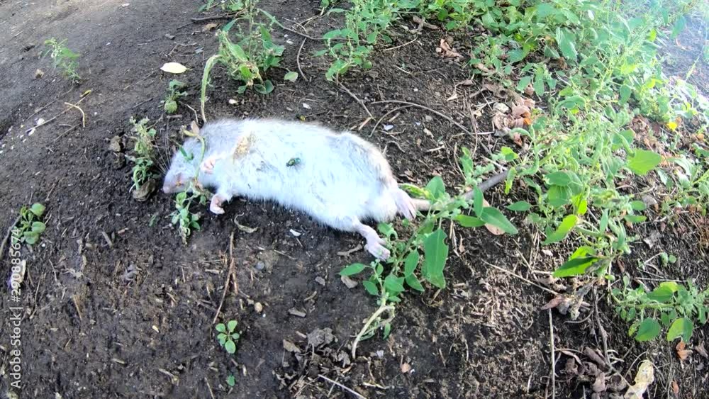 Dead body of a rat (Rattus rattus) on an agricultural dirt road settled ...