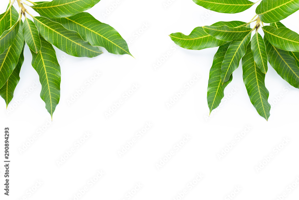 Frame made of mango leaves on white background. Stock Photo | Adobe Stock