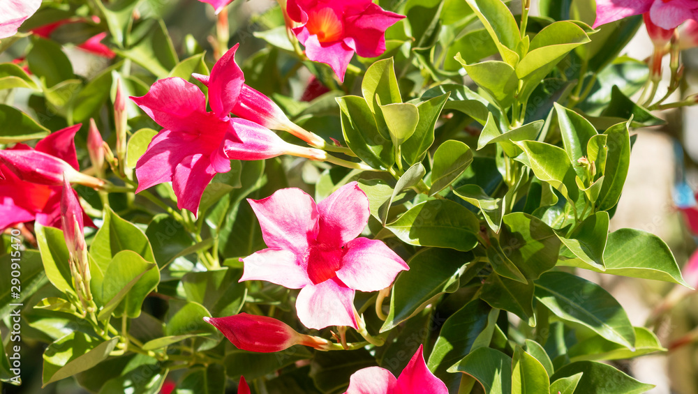Mandevilla or dipladenia sanderi - Brazilian jasmine with large ...