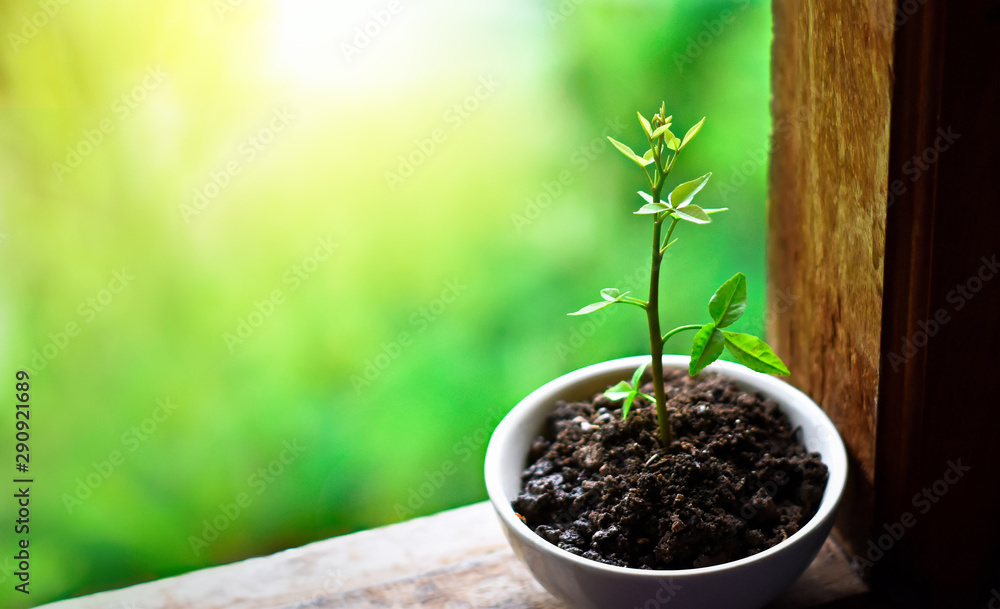 Plant a small tree in a pots, place it on Window sill with natural ...