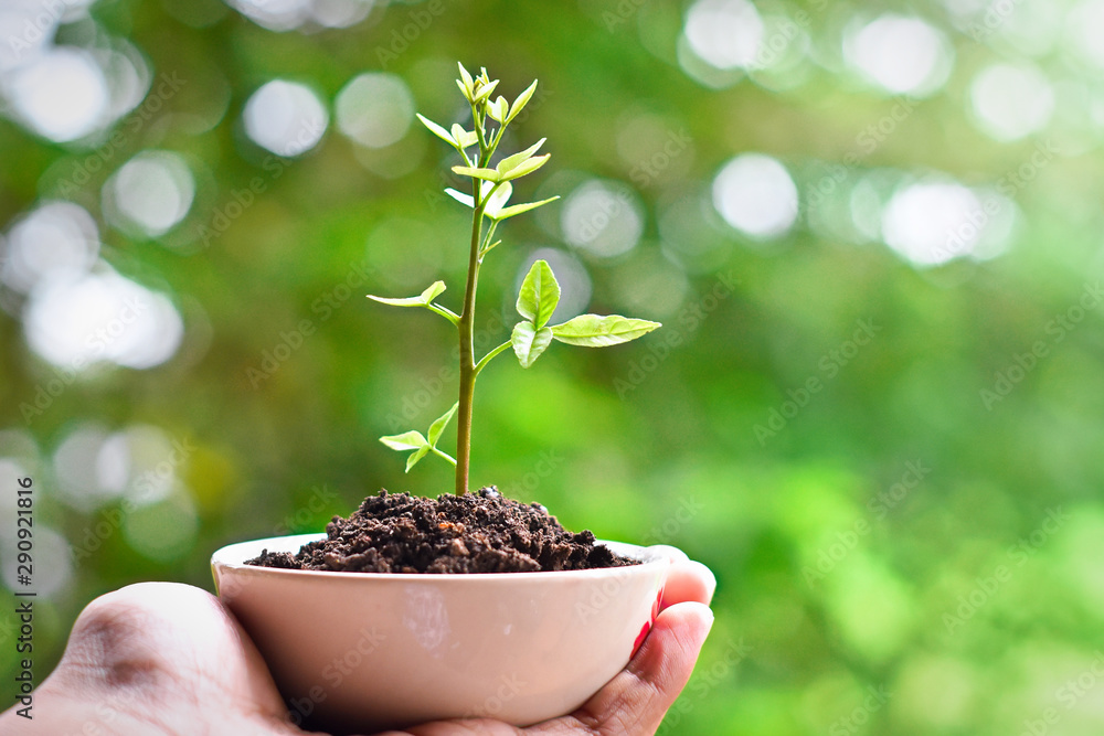 Plant a small tree in a pots, place it on a table with natural ...