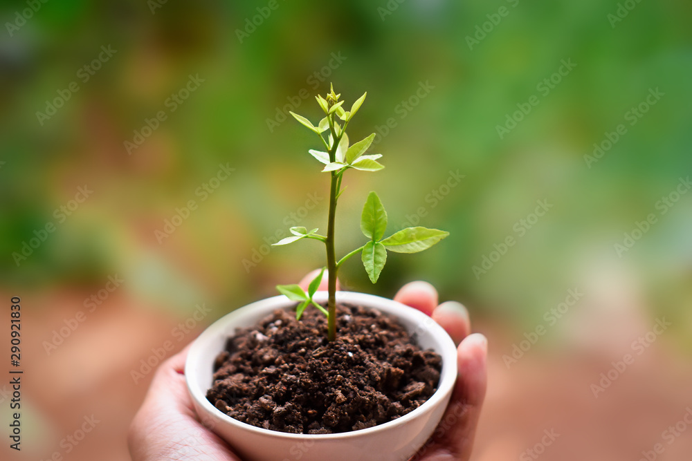 Plant a small tree in a pots, place it on a table with natural ...