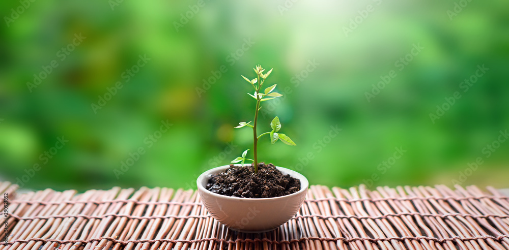 Plant a small tree in a pots, place it on a table with natural ...