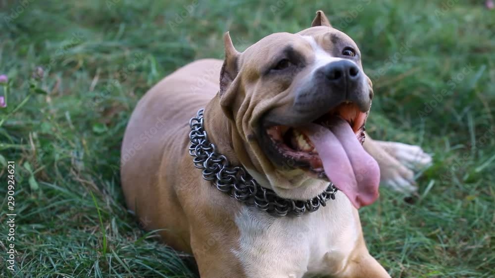 white and brown american staffordshire terrier in the field.Smiling ...