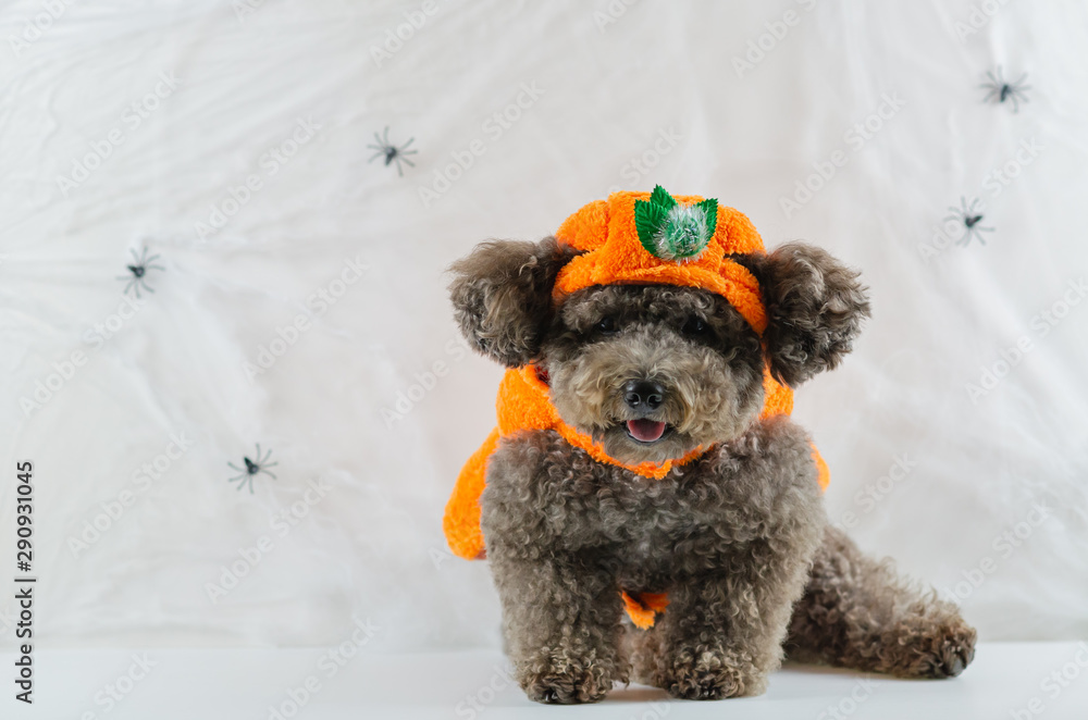 Halloween Poodle