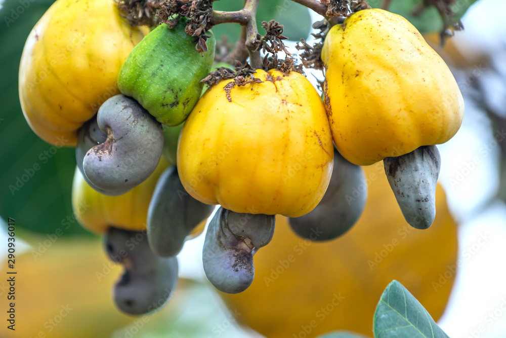 Cashew Plant Harvest