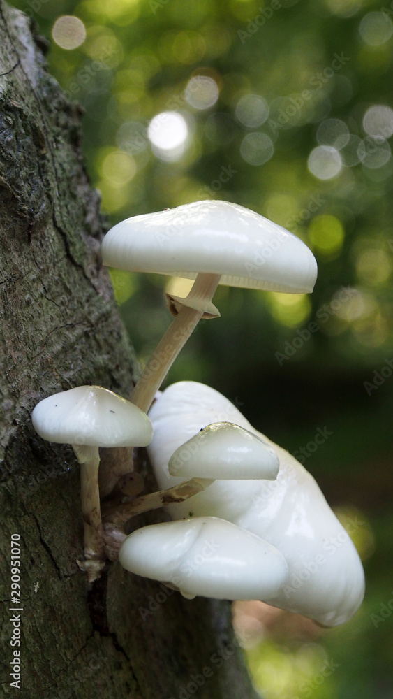 Biotop Wald: Saprotrophe Pilze auf Totholz, Baumpilz Stock Photo ...