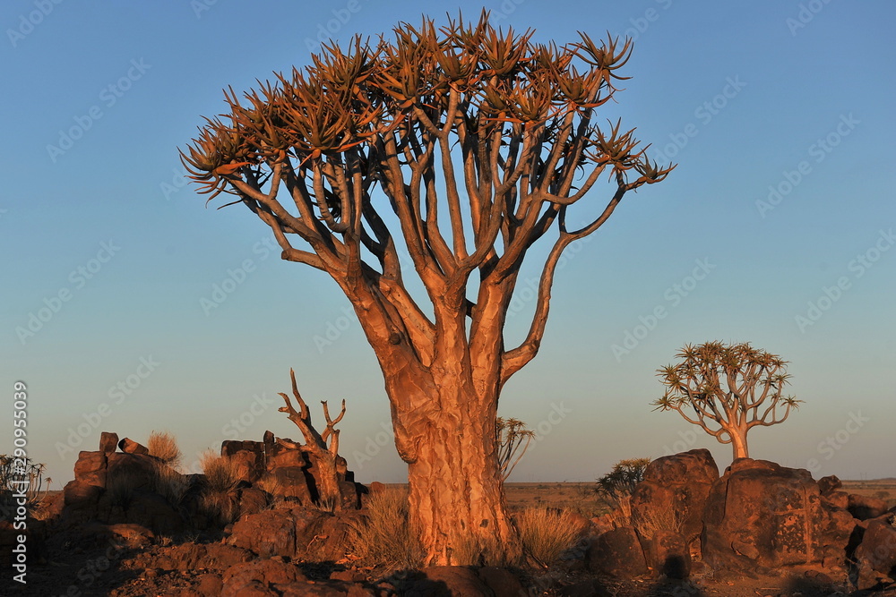 Aloe tree in the Namibian Kalahari desert, lit by the rays of the ...