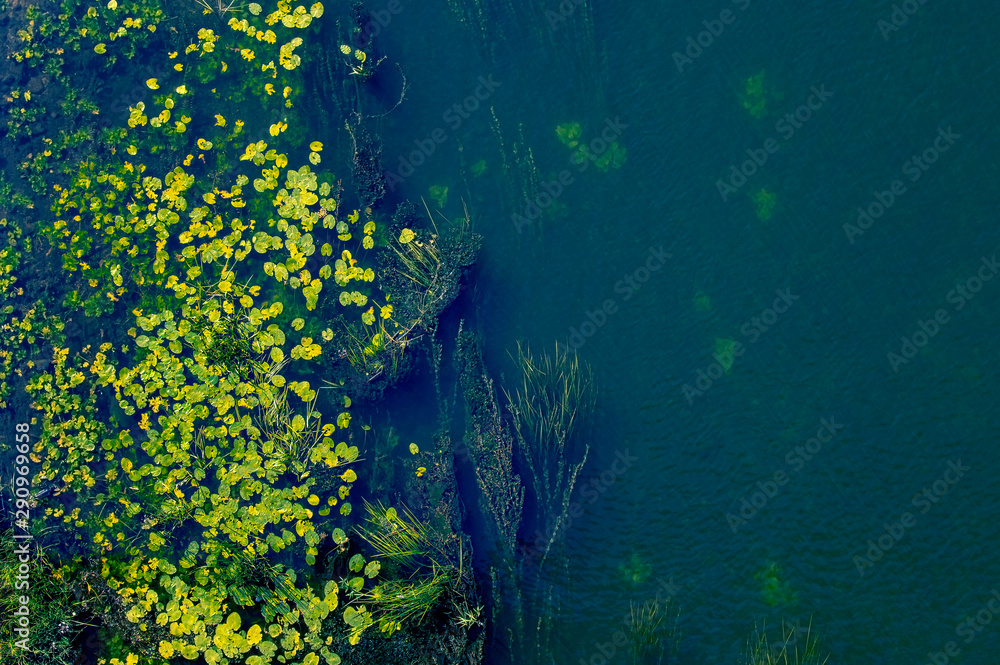 Seamless pond texture with lily and algae pads on the surface, top view ...