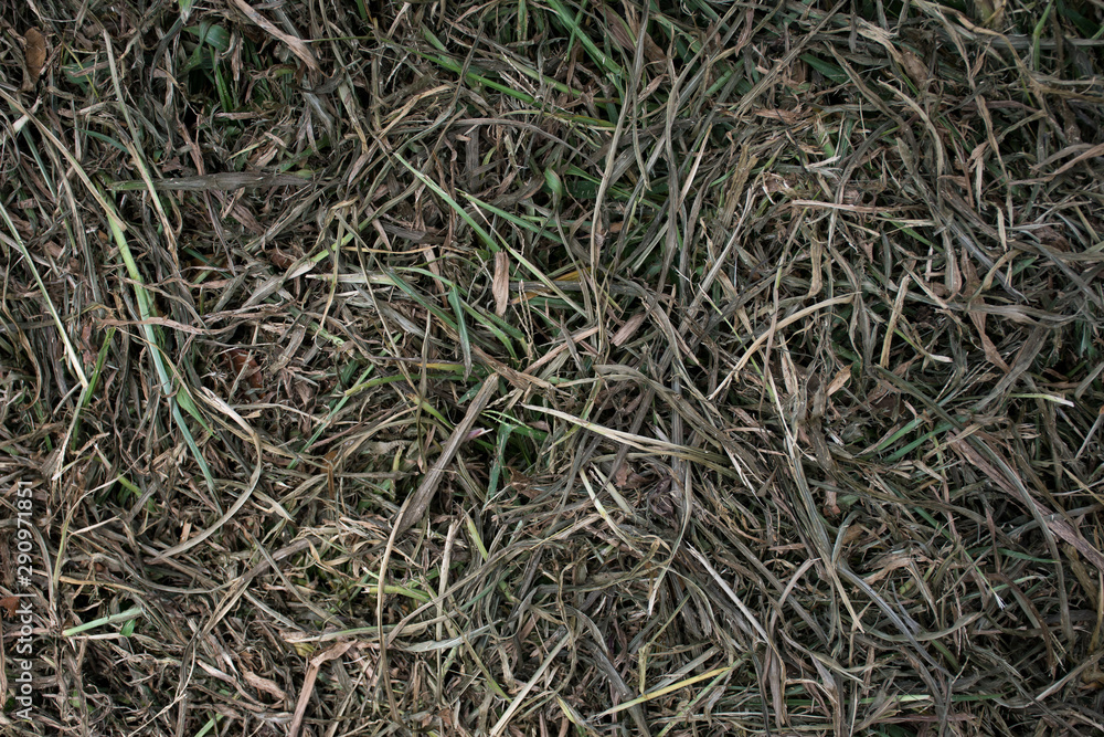 Grass Leaf Texture