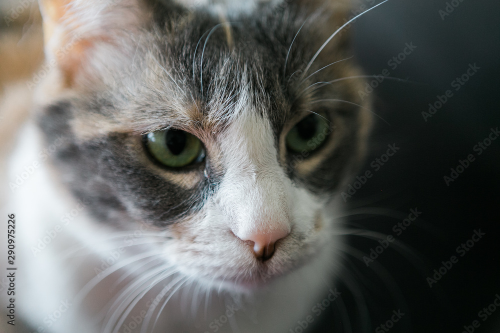 Gray Calico Cat With Blue Eyes
