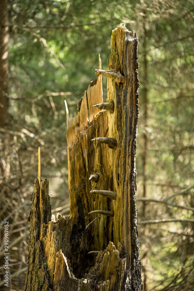 Old tree trunk in a forest. Broken tree where substance is gone ...
