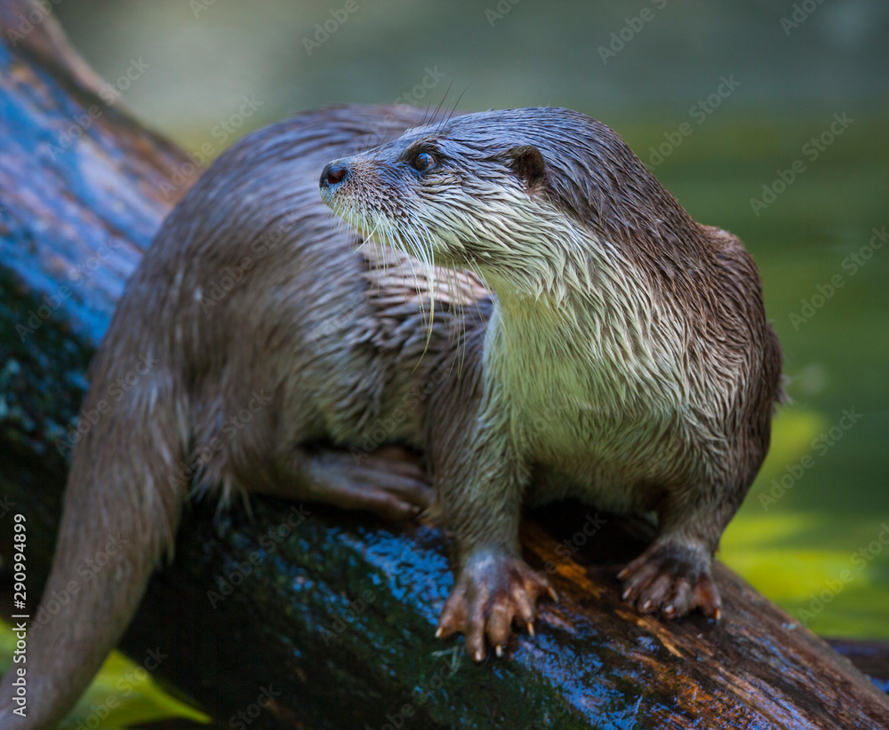 European otter (Lutra lutra), also known as the Eurasian otter ...
