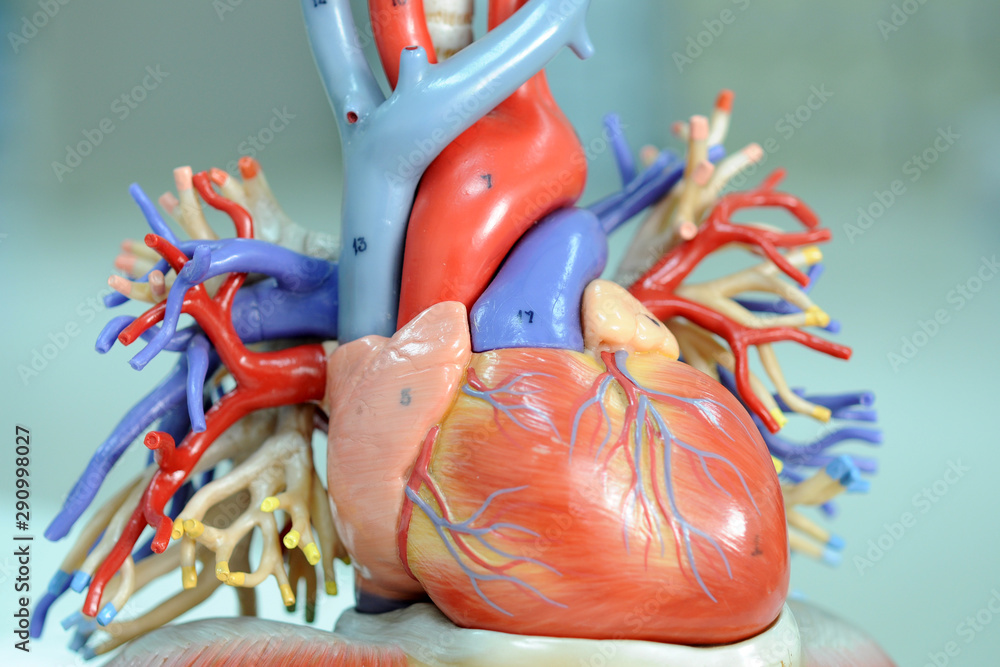 ้human heart model Stock Photo | Adobe Stock
