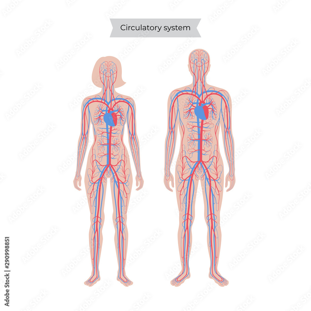 circulatory system anatomy Stock Vector | Adobe Stock