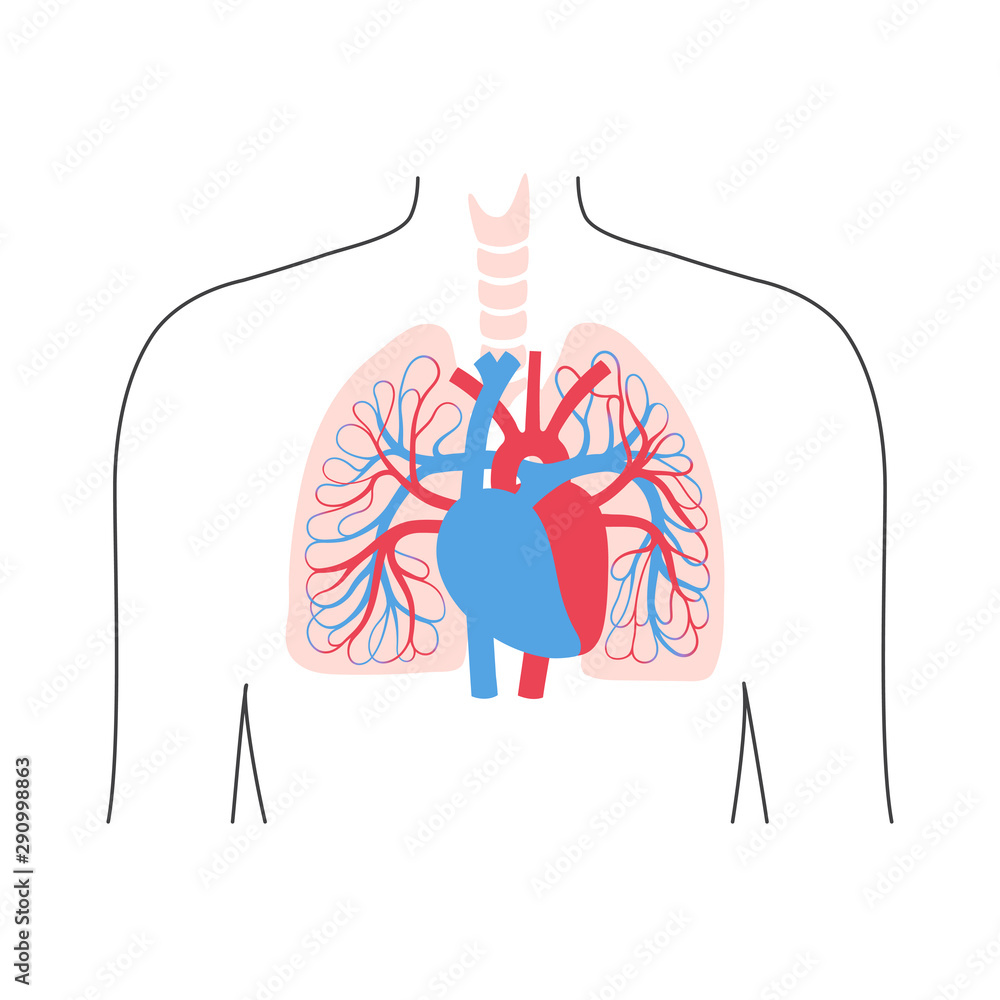 circulatory system anatomy Stock Vector | Adobe Stock