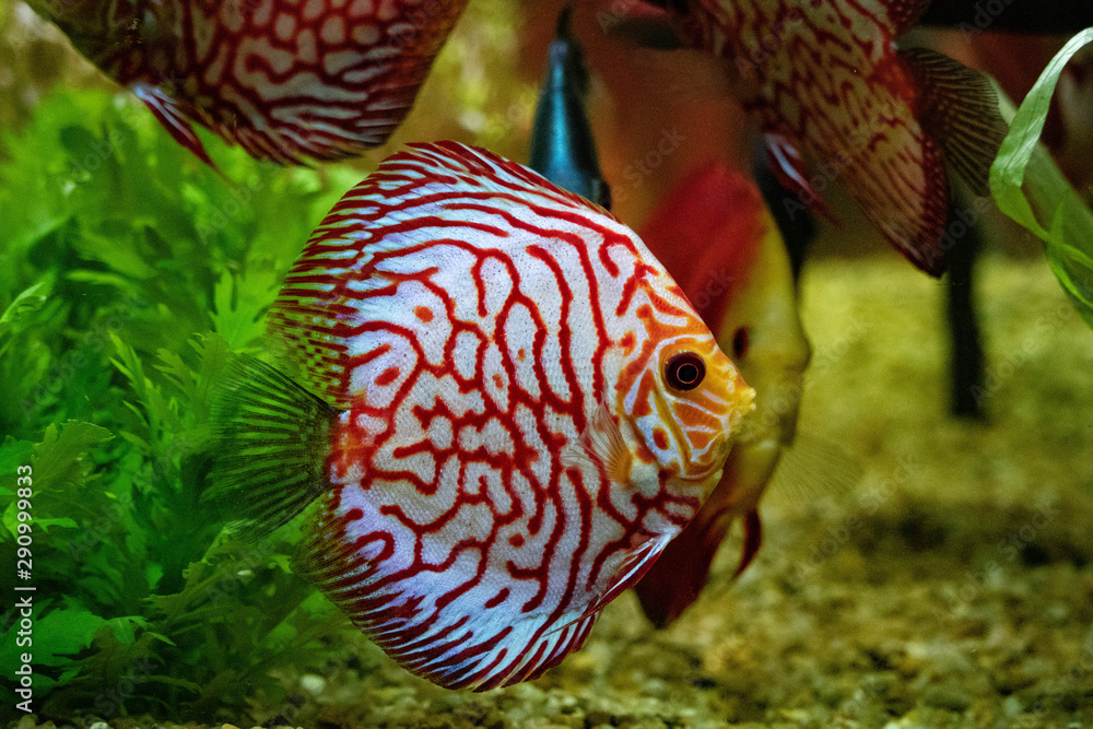 Discus fish Stock Photo | Adobe Stock