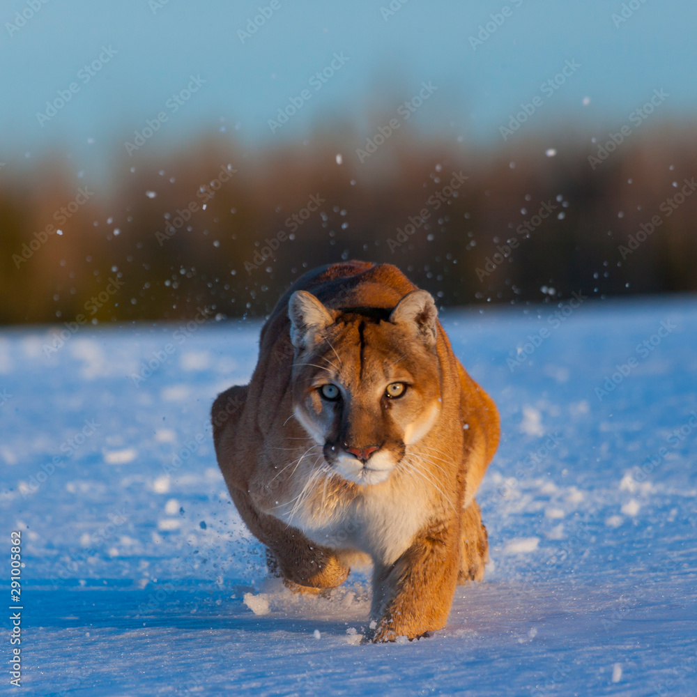 Cougar Puma Concolor