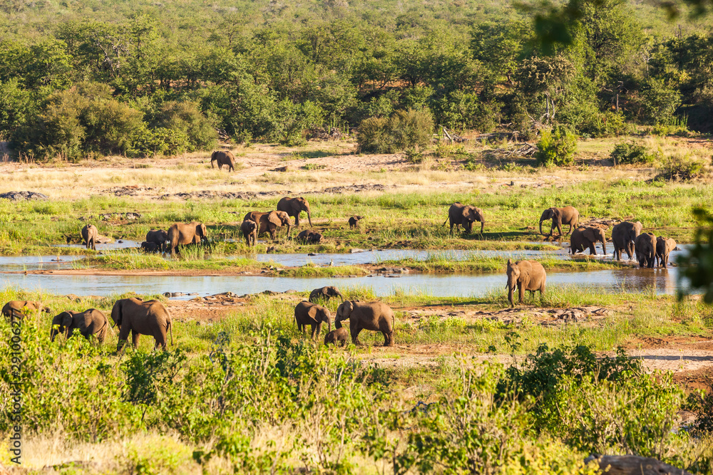 Foto de A herd of elephants crossing the Olifants river in the Kruger ...