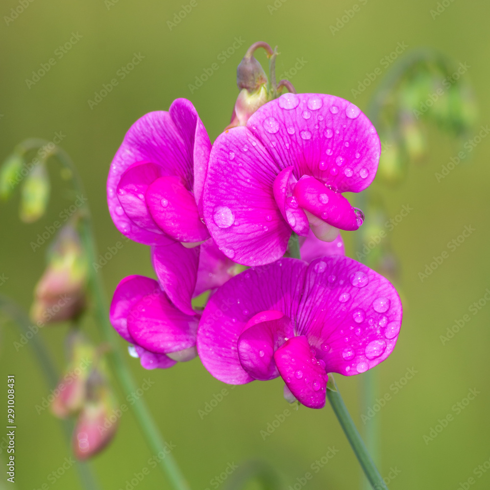 Lathyrus latifolius, the perennial peavine, perennial pea, broad-leaved ...