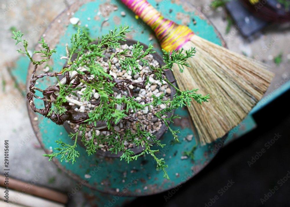 Top view juniper bonsai art tree on stand, Making of bonsai trees ...