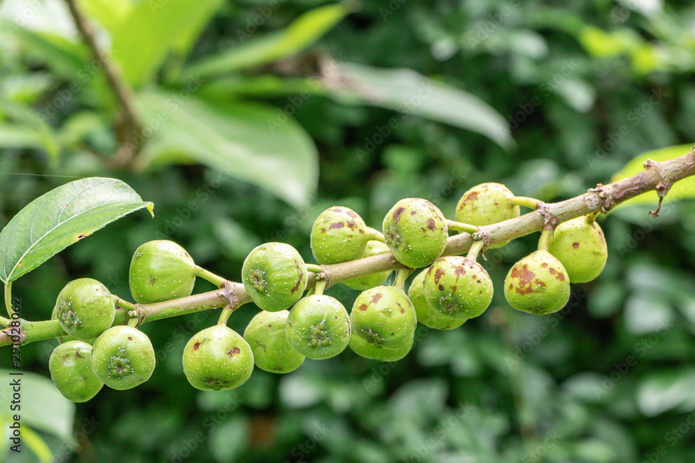 Close up Ficus hispida L.f. fruits plant.Also common name cluster fig tree or Indian fig tree ...