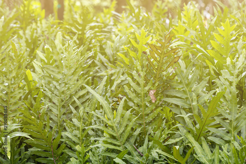 Phymatosorus scolopendria fern in a garden.commonly call monarch fern ...